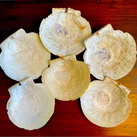 Other | 7 Atlantic Deepsea Giant Scallop Shells | Poshmark